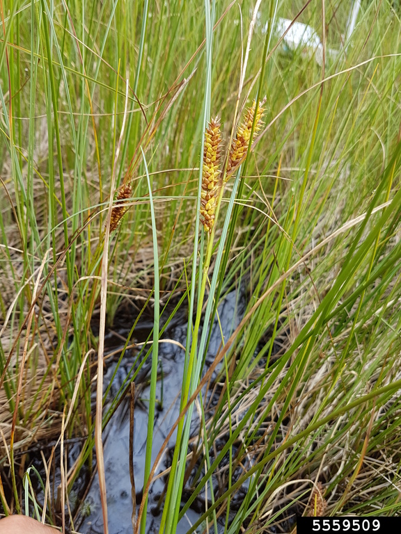 beaked sedge (Carex rostrata Stokes)