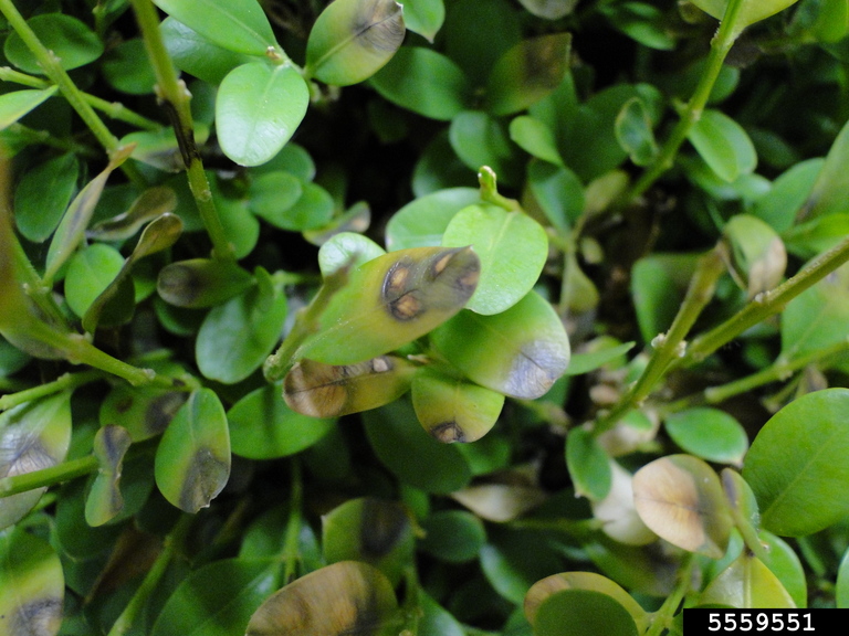 Boxwood blight (Calonectria pseudonaviculata (Crous, J.Z. Groenew. & C ...
