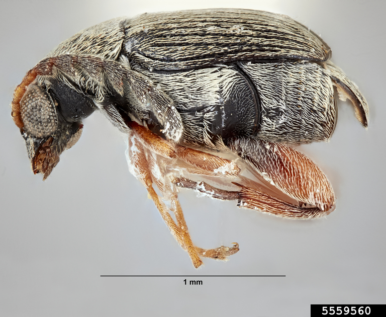 Bean weevil (Acanthoscelides cornis Johnson, 1983)