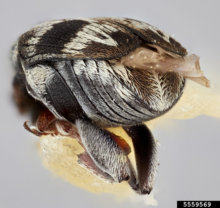 Bean weevil (Acanthoscelides desmodicola Johnson, 1983)