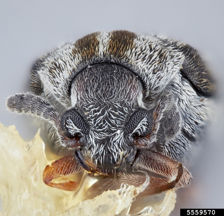 Bean weevil (Acanthoscelides desmodicola)