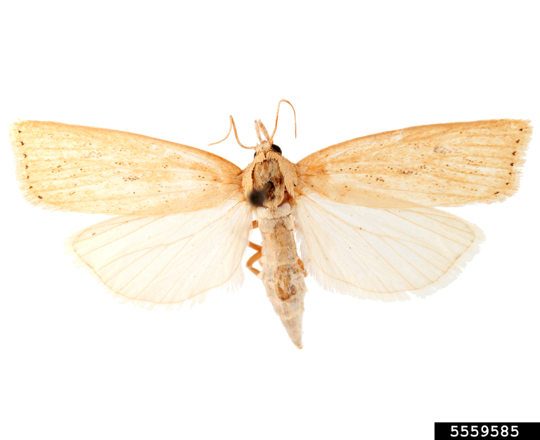 Asiatic rice borer (Chilo suppressalis)