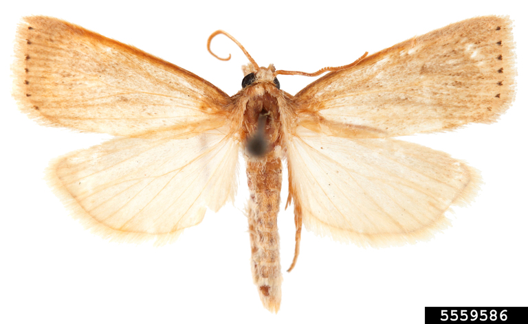 Asiatic rice borer (Chilo suppressalis)