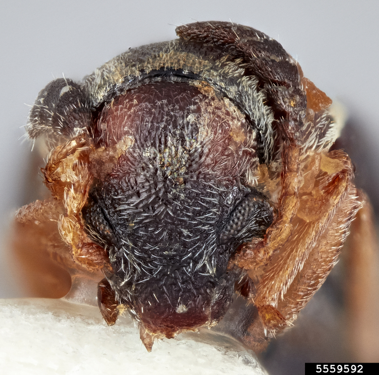 Bean weevil (Acanthoscelides mazatlan)