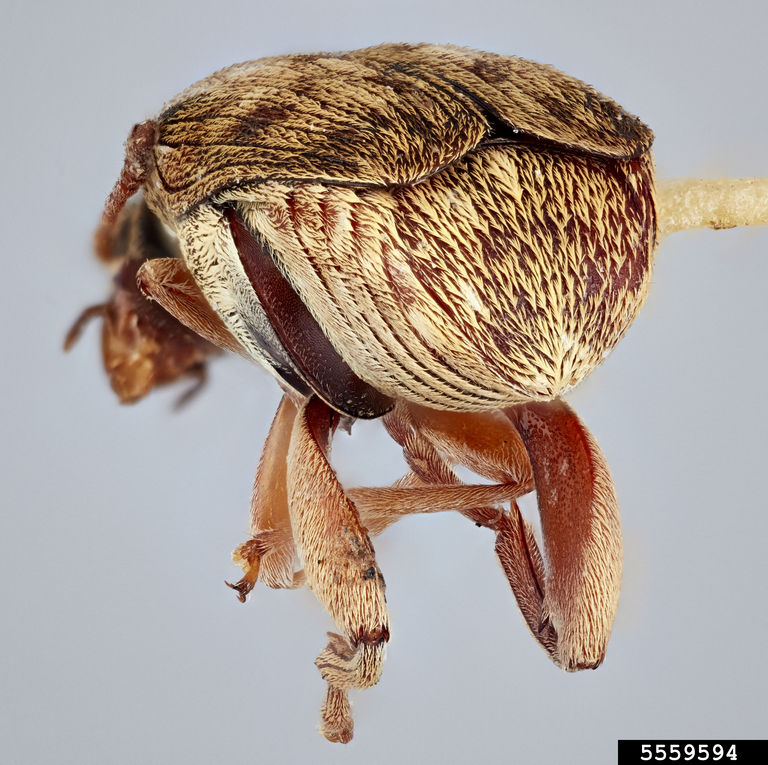 Bean weevil (Acanthoscelides obreptus Bridwell)