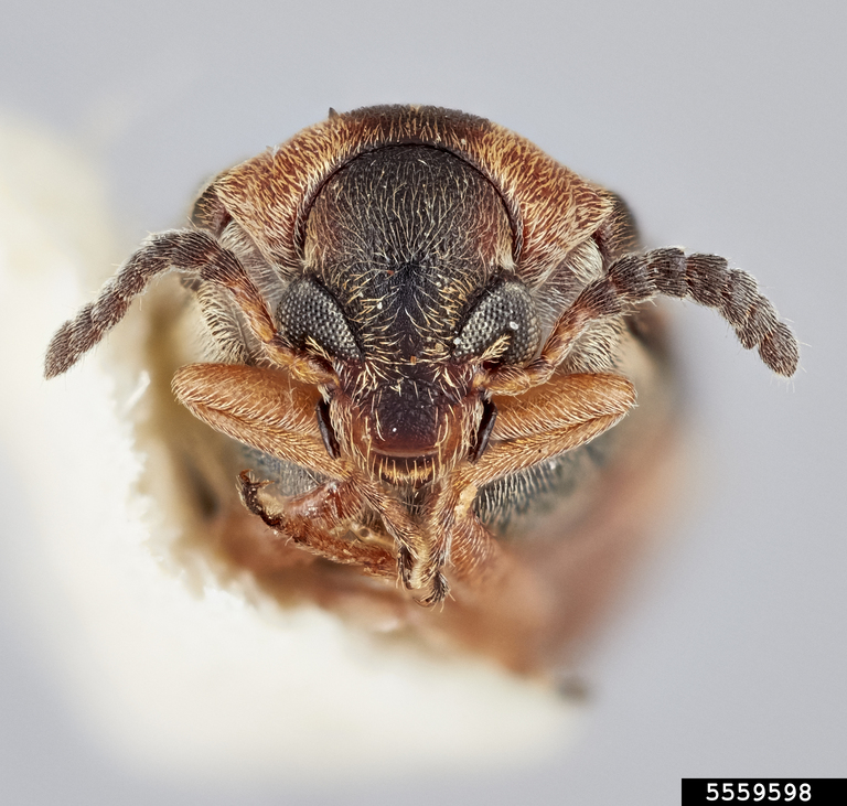 Bean weevil (Acanthoscelides pigricola)