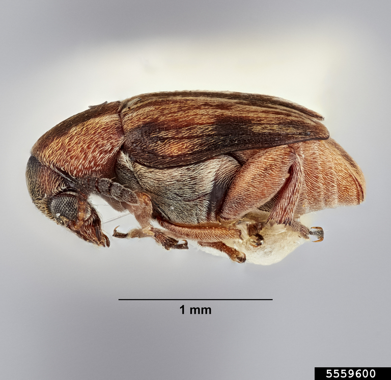 Bean weevil (Acanthoscelides pigricola Kingsolver)