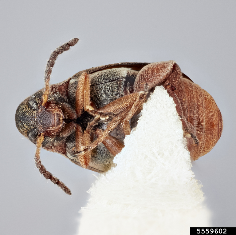 Bean weevil (Acanthoscelides pigricola)