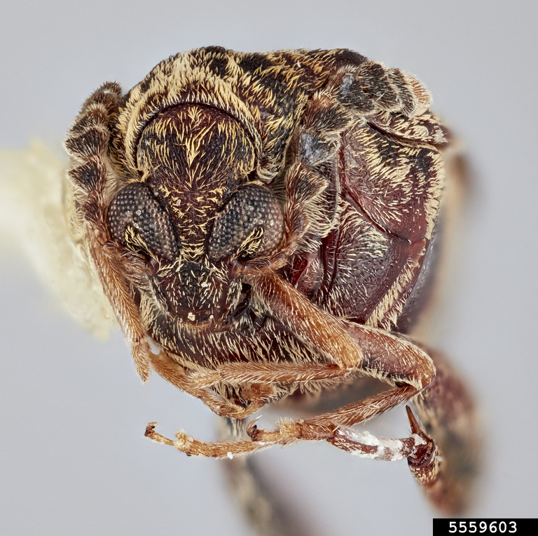 Bean weevil (Acanthoscelides rhynchosiestes)