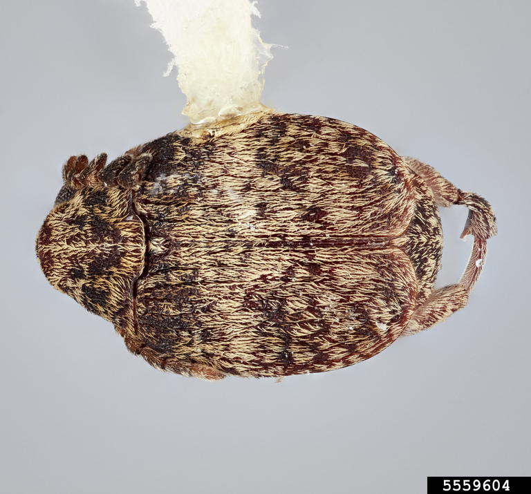 Bean weevil (Acanthoscelides rhynchosiestes)