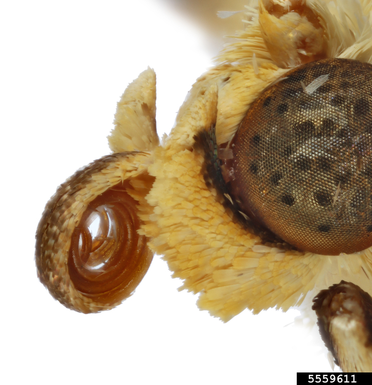 Yellow Peach Moth (Conogethes punctiferalis)