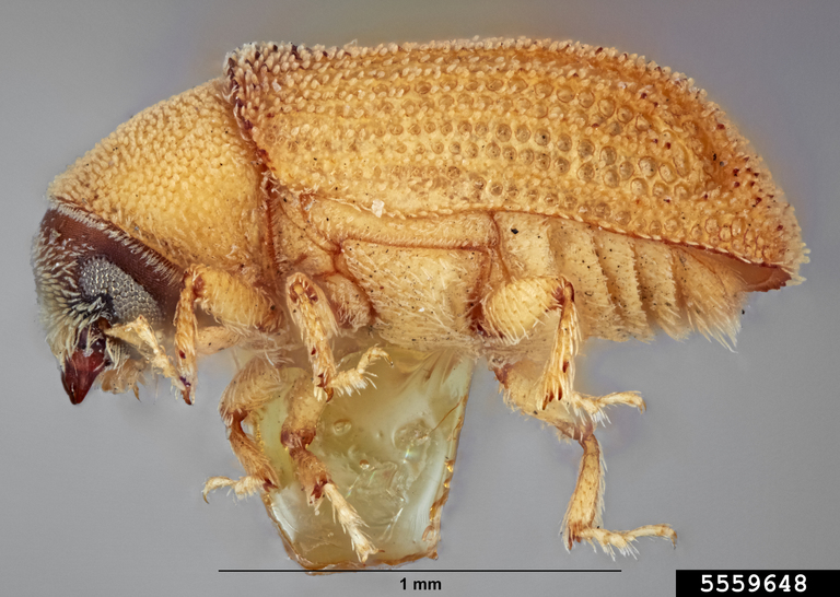 Crenulate bark beetle (Carphoborus rossicus Semenov Tjan-Shansky, 1902)