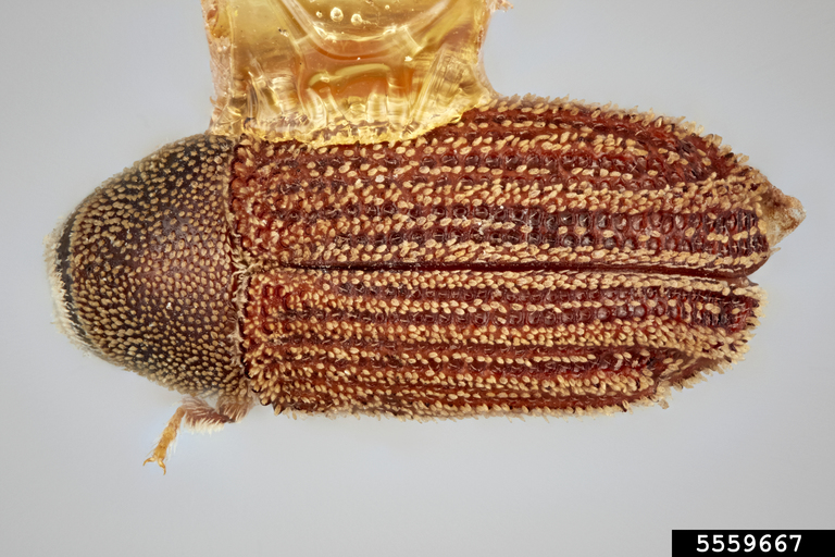 Crenulate bark beetle (Carphoborus rossicus Semenov Tjan-Shansky, 1902)