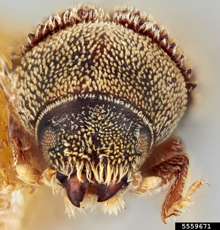 Crenulate bark beetle (Carphoborus rossicus)