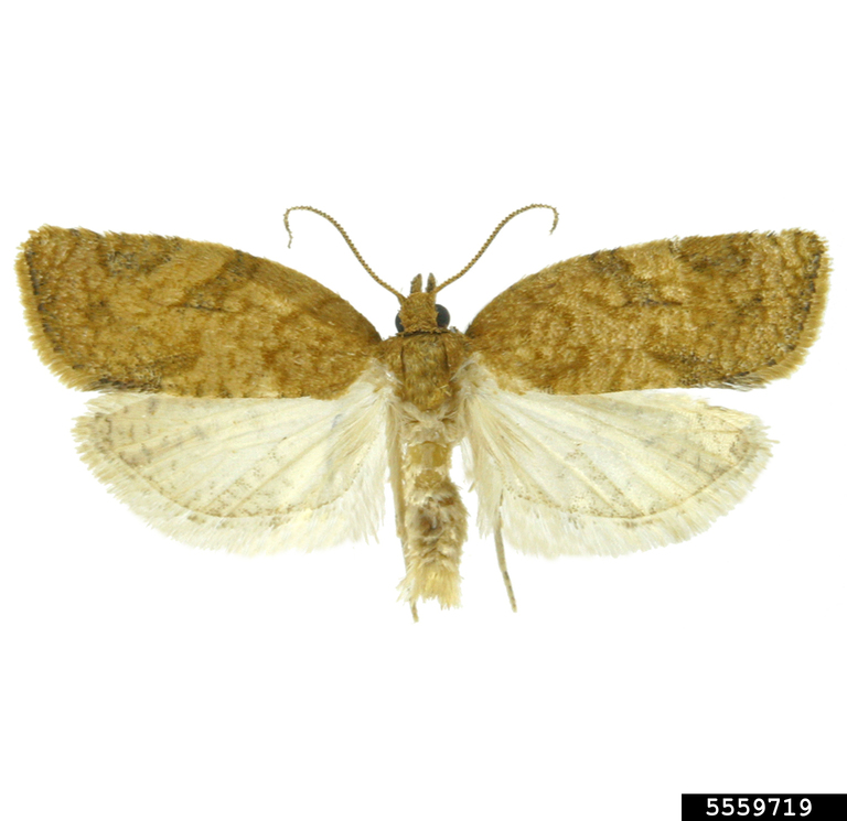 orange tortrix (Argyrotaenia franciscana (Walsingham))