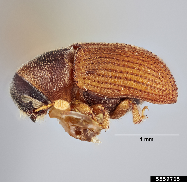 bark beetle (Phloeosinus taxodii)