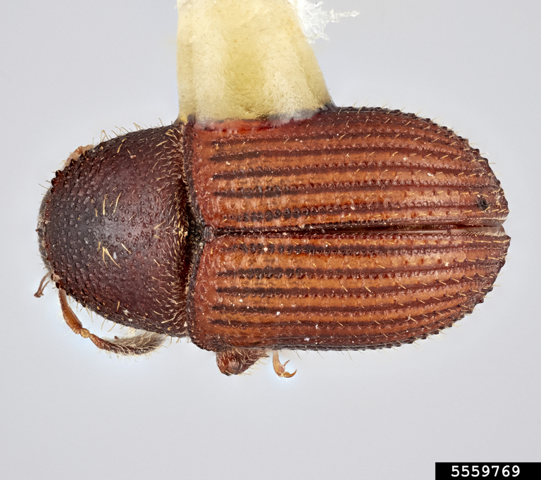 bark beetle (Phloeotribus picipennis Eggers, 1943)
