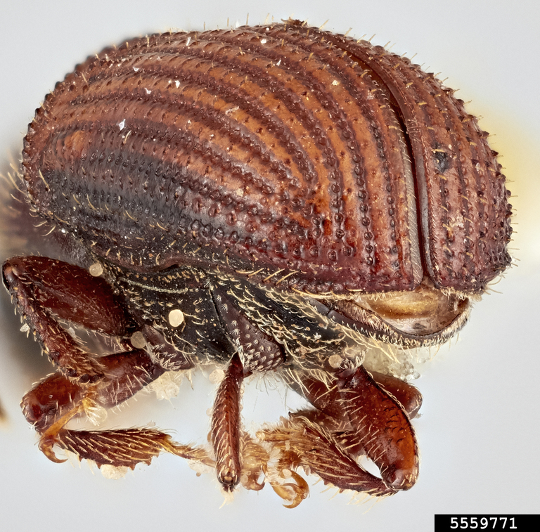 bark beetle (Phloeotribus picipennis Eggers, 1943)