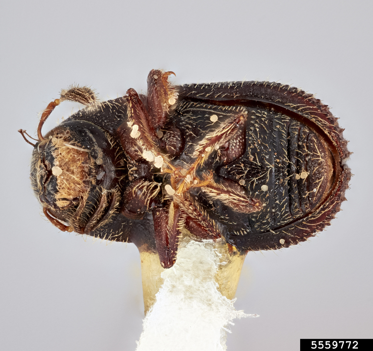 bark beetle (Phloeotribus picipennis Eggers, 1943)
