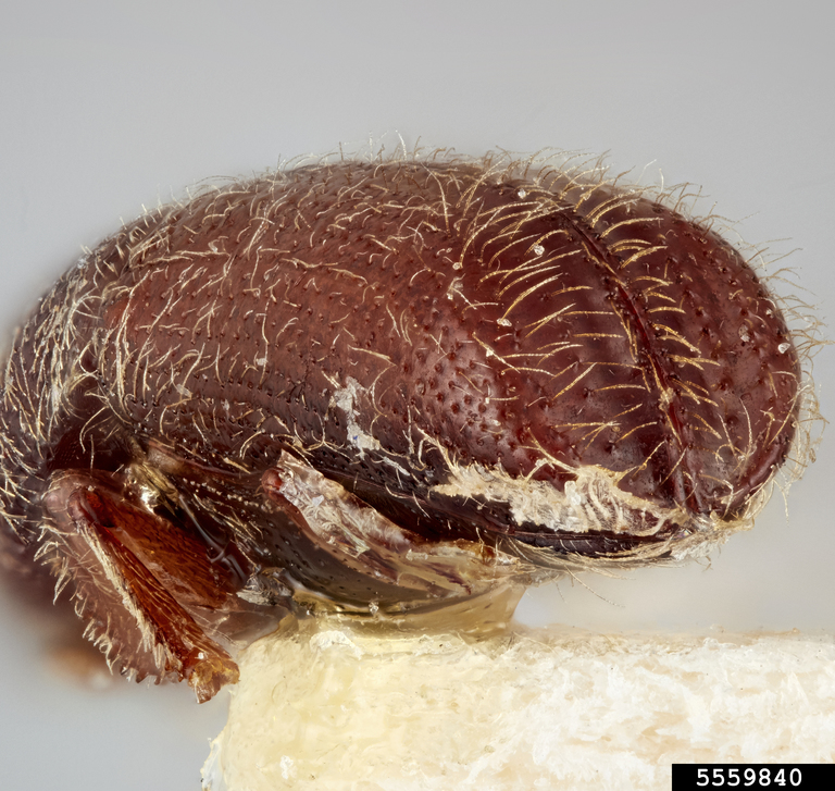 Bark beetle (Taphrorychus villifrons)