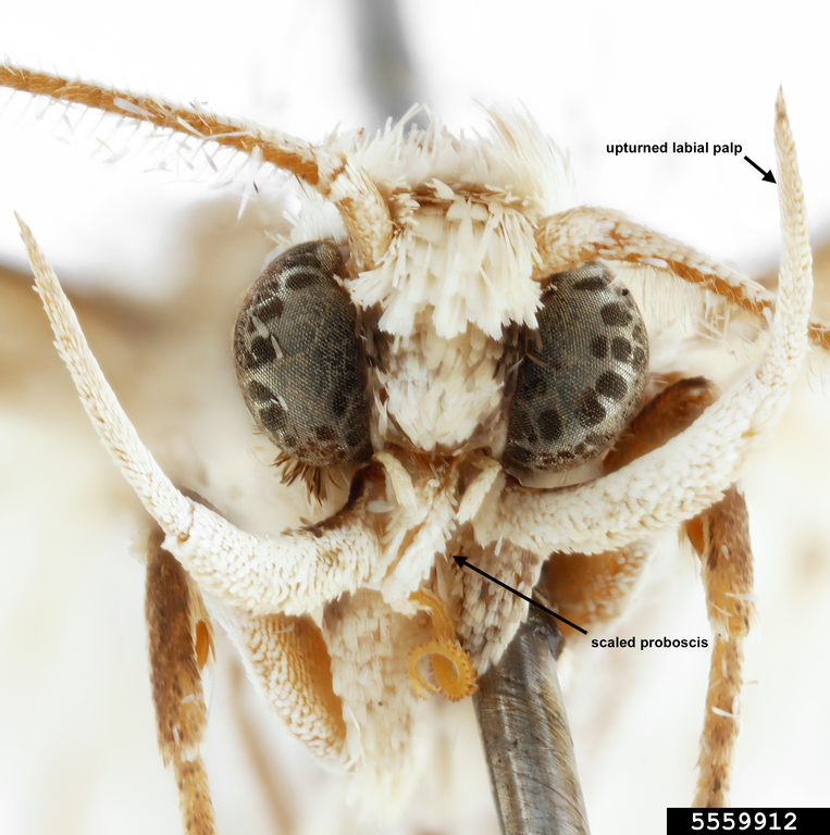 avocado seed moth (Stenoma catenifer)