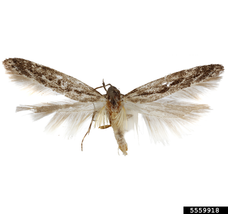 Gelechiid moths (Genus Coleotechnites Chambers, 1880)