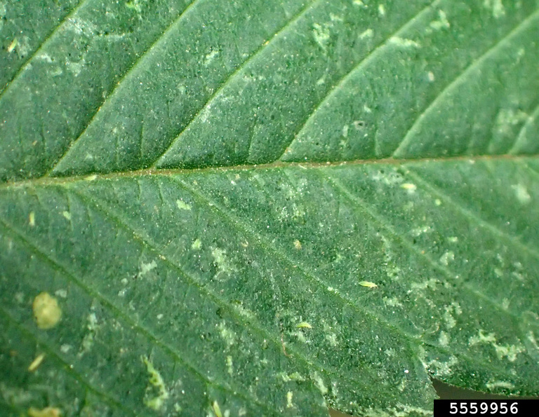 onion thrips (Thrips tabaci Lindeman, 1889)