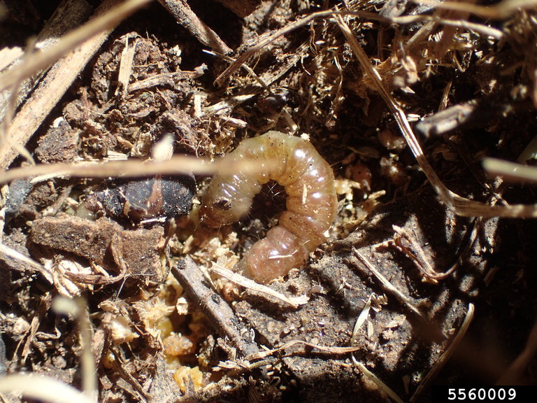 cranberry girdler (Chrysoteuchia topiaria (Zeller))