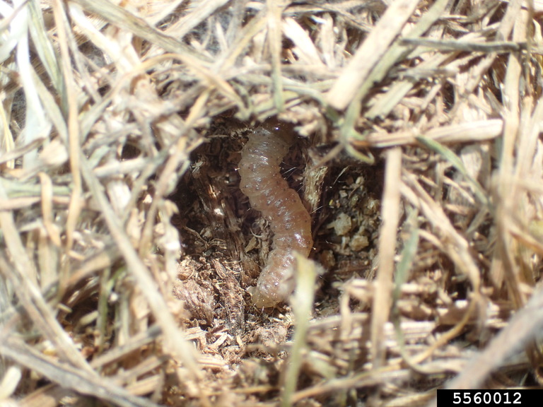 cranberry girdler (Chrysoteuchia topiaria (Zeller))