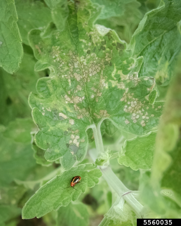 fourlined plant bug (Poecilocapsus lineatus (Fabricius))