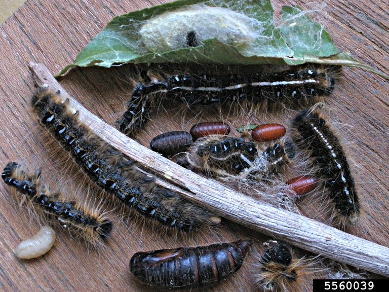 Tachinid flies (Family Tachinidae)