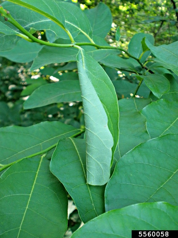 spicebush swallowtail (Papilio troilus Linnaeus)
