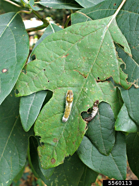 spicebush swallowtail (Papilio troilus Linnaeus)