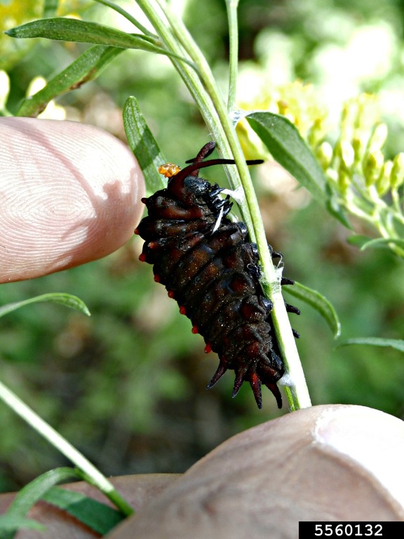 pipevine swallowtail (Battus philenor (Linnaeus))