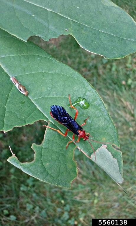 Ichneumonid wasp (Trogus pennator)