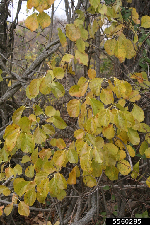 round leaf bittersweet (Celastrus orbiculatus Thunb.)