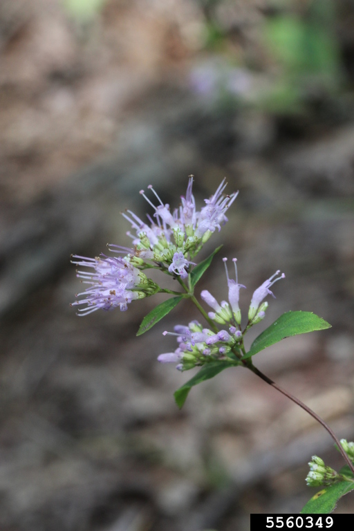 common dittany (Cunila origanoides (L.) Britton)