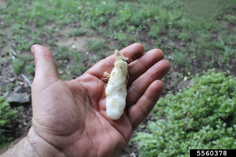 Chinese yam (Dioscorea polystachya Turcz.)