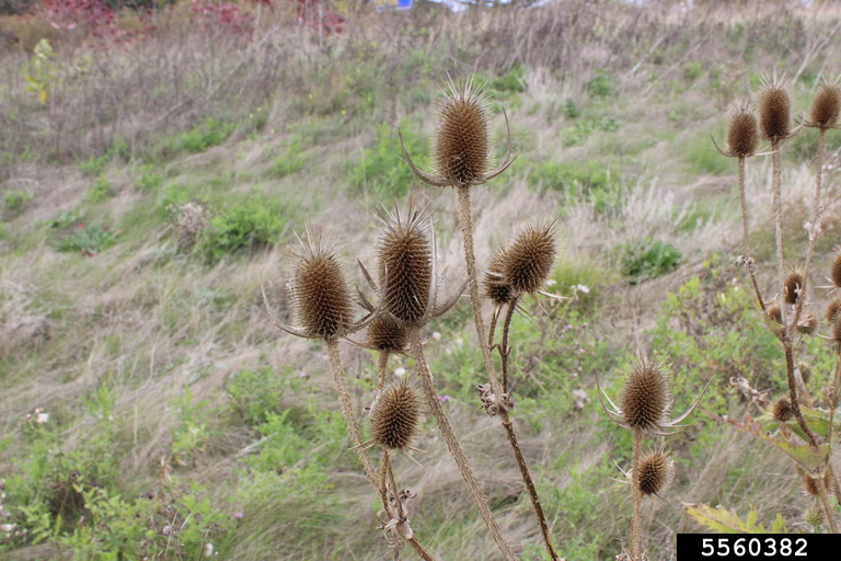 cutleaf teasel (Dipsacus laciniatus)