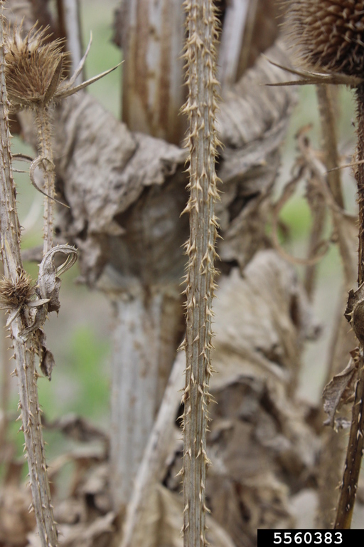 cutleaf teasel (Dipsacus laciniatus)