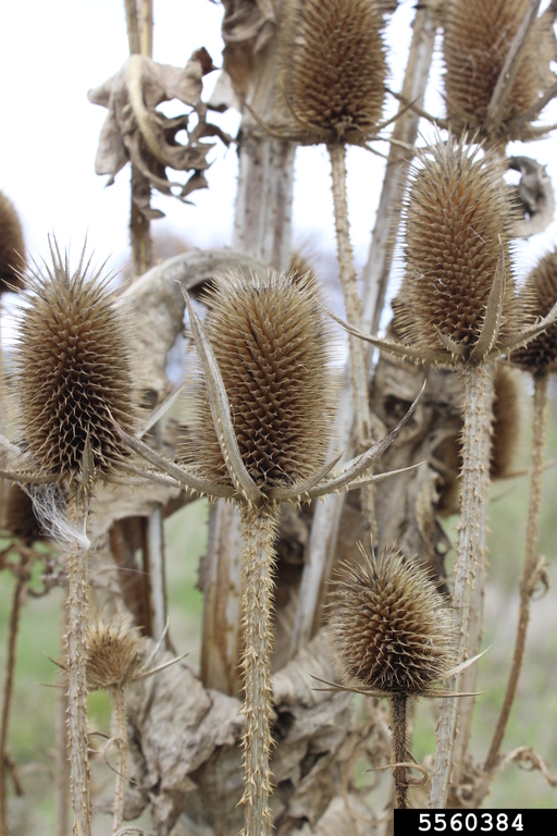 cutleaf teasel (Dipsacus laciniatus L.)