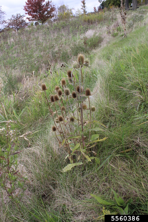 cutleaf teasel, Dipsacus laciniatus (Dipsacales: Dipsacaceae) - 5560386