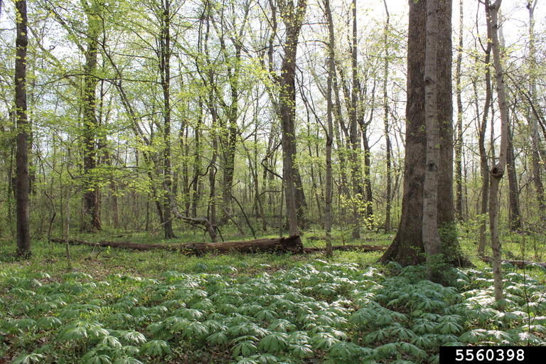 bottomland hardwoods