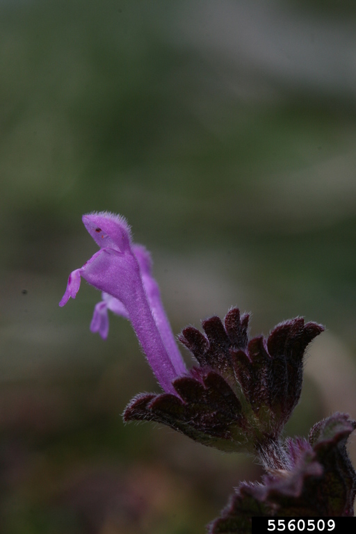 henbit (Lamium amplexicaule L.)