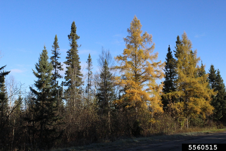 European larch (Larix decidua P. Mill.)