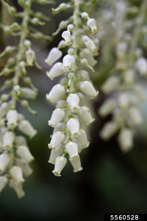 highland doghobble (Leucothoe fontanesiana (Steud.) Sleumer)