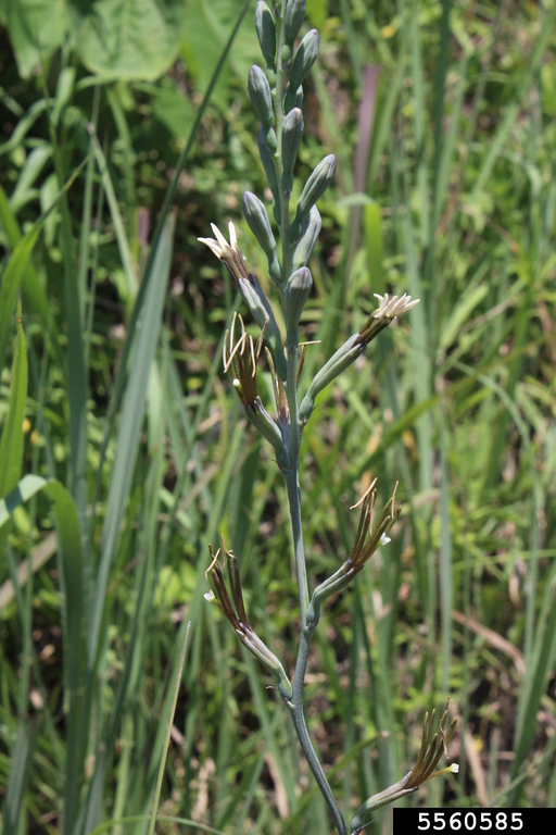 false aloe (Manfreda virginica)