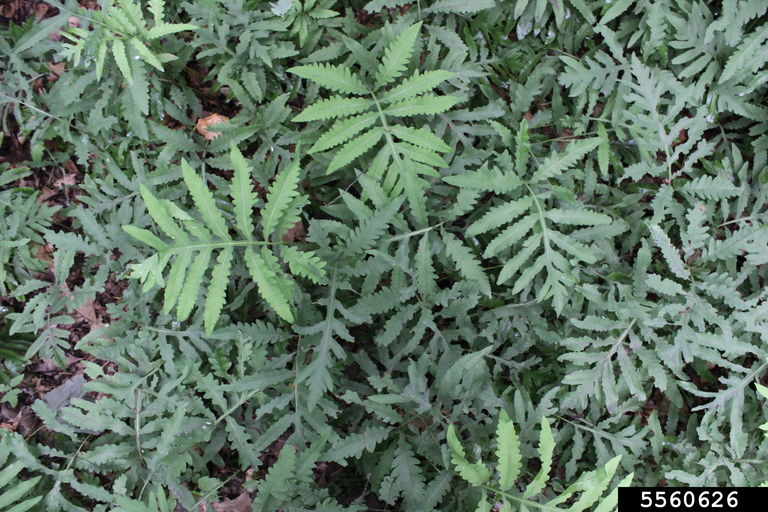 sensitive fern (Onoclea sensibilis L.)