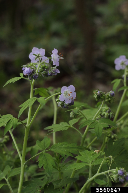 fernleaf phacelia (Phacelia bipinnatifida Michx.)