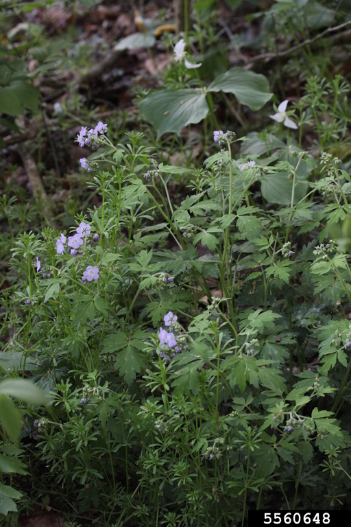 fernleaf phacelia (Phacelia bipinnatifida Michx.)